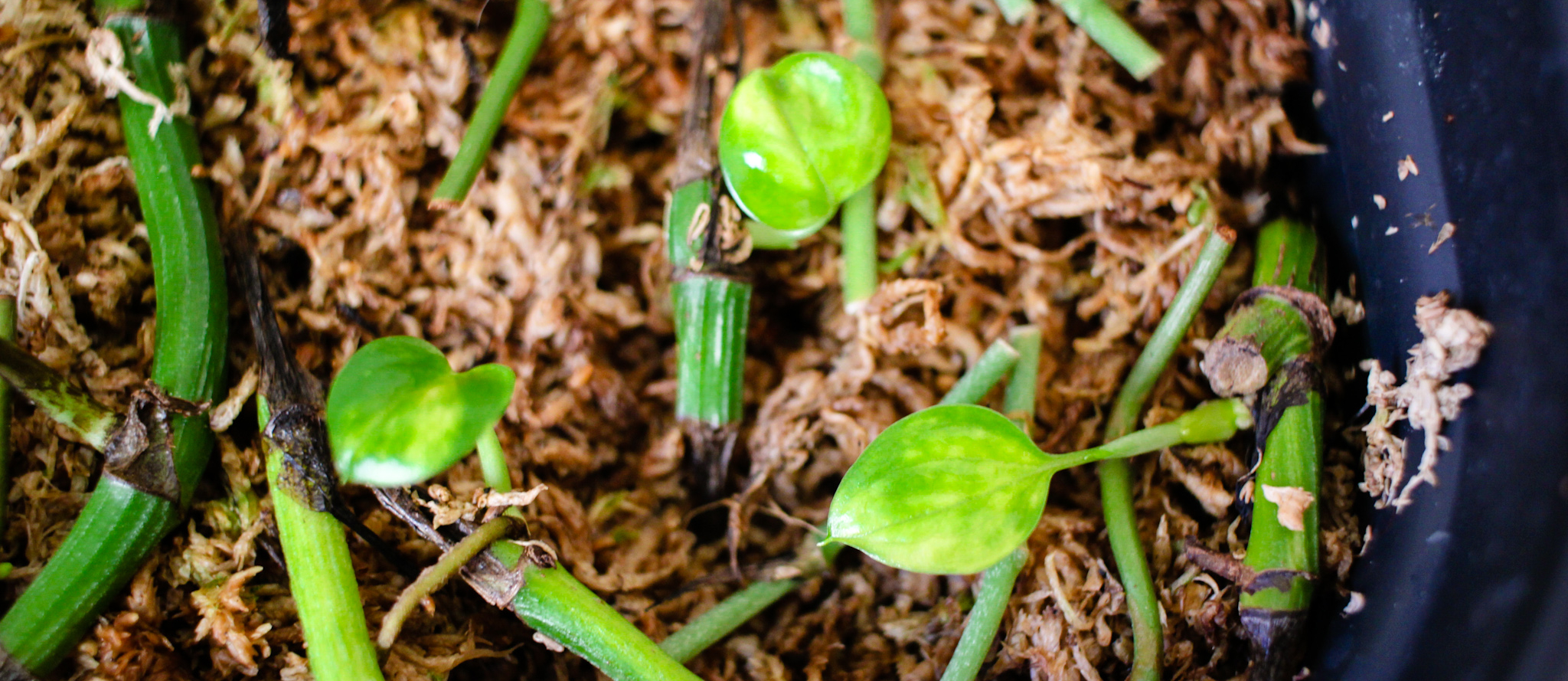 Les différentes techniques de bouturage – Parenthèse botanique