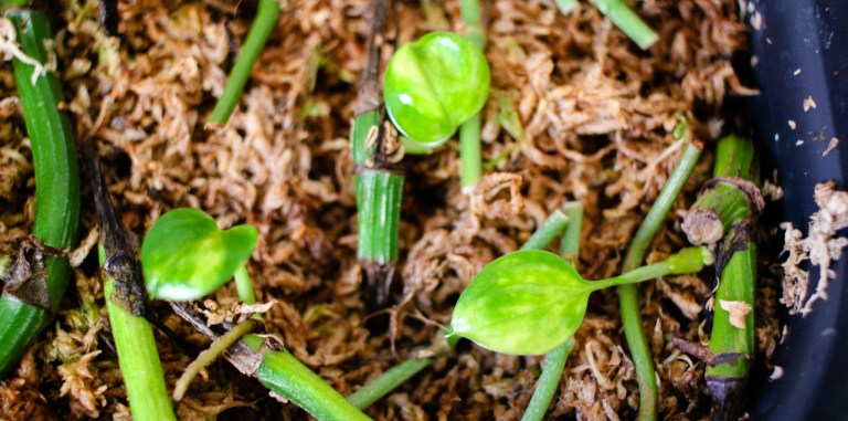 Les différentes techniques de bouturage – Parenthèse botanique